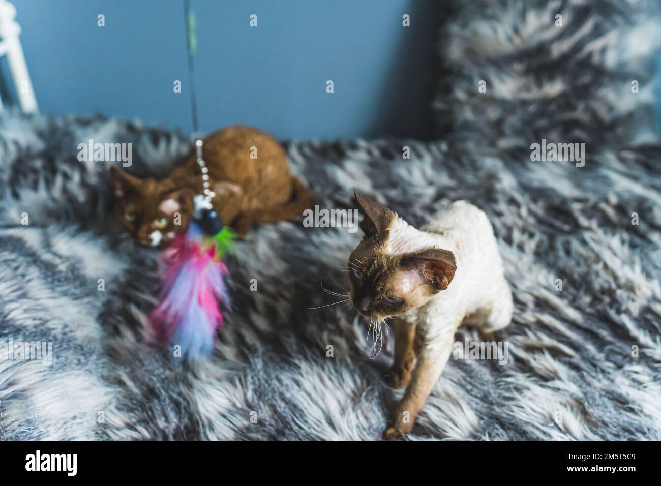 Devon rex playing hi-res stock photography and images - Alamy