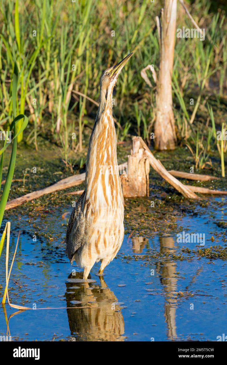 00685-00405 American Bittern (Botaurus lentiginosus) defense posture ...