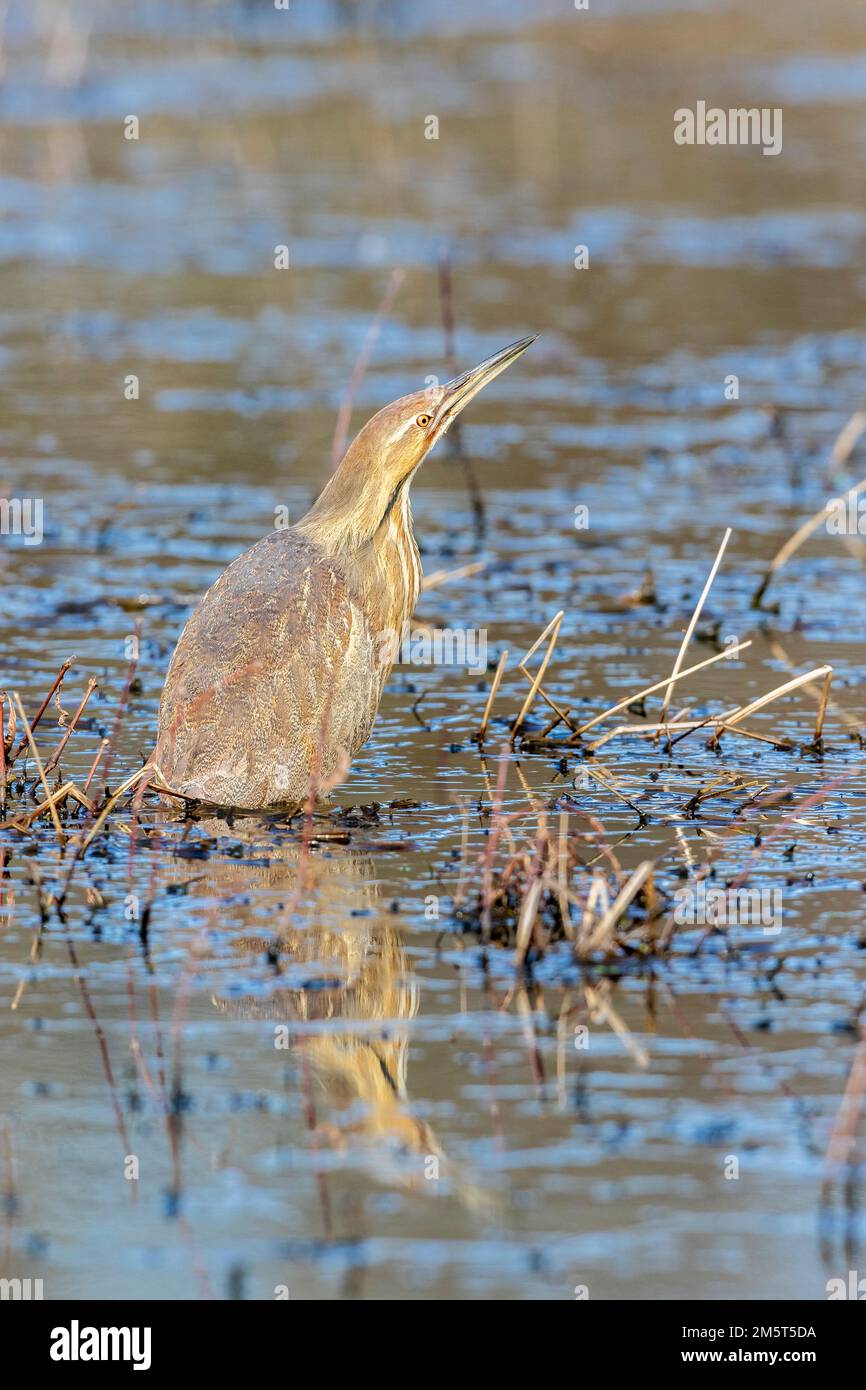 00685-00507 American Bittern (Botaurus lentiginosus) in wetland Marion ...