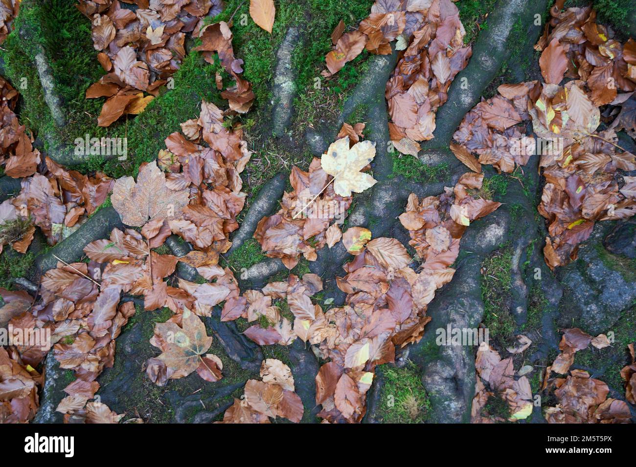 dry autumn leaves on the ground Stock Photo - Alamy