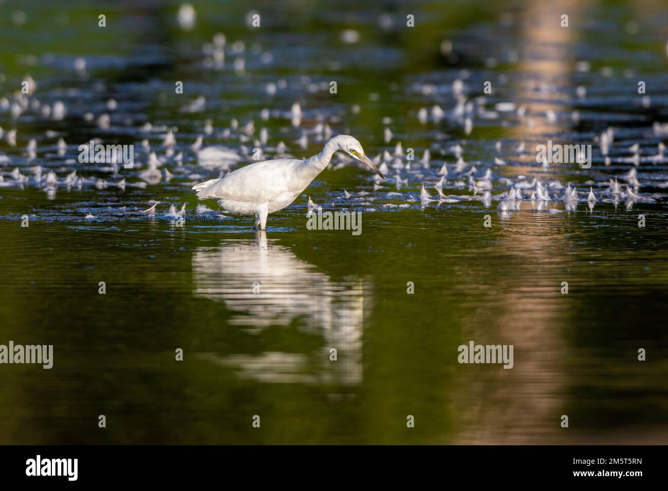 00689-01418 Little Blue Heron (Egretta caerulea) immature fishing in ...