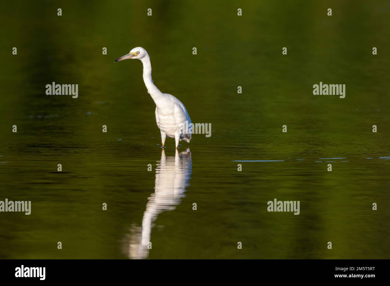 00689-01507 Little Blue Heron (Egretta caerulea) immature fishing in ...