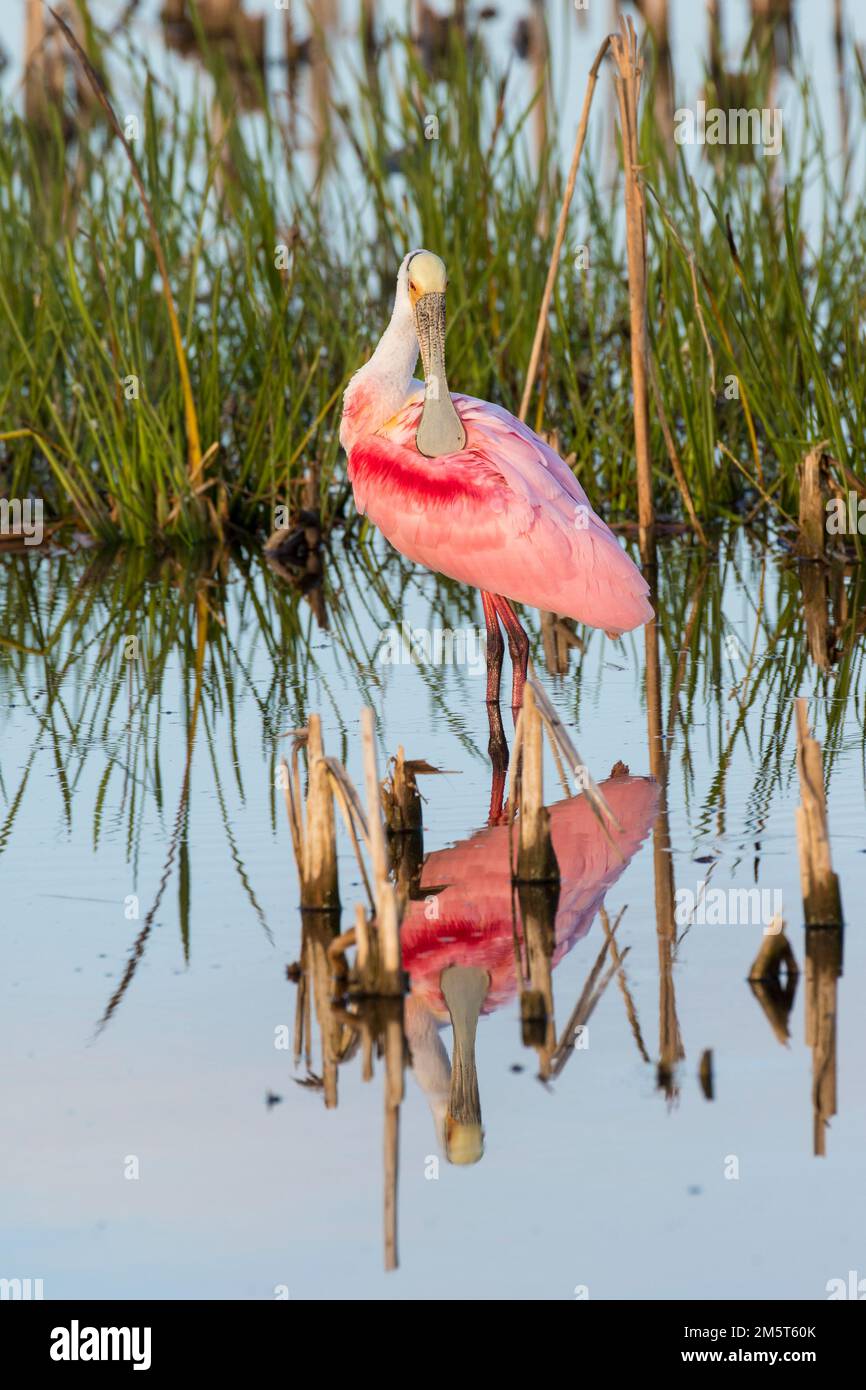 00707-01118 Roseate Spoonbill (Platalea ajaja) preening Viera Wetlands ...