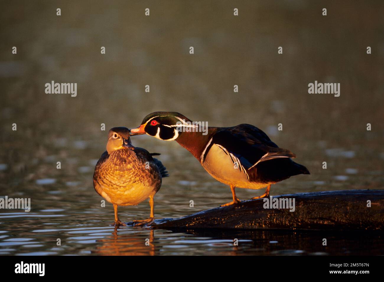 05614 hi-res stock photography and images - Alamy