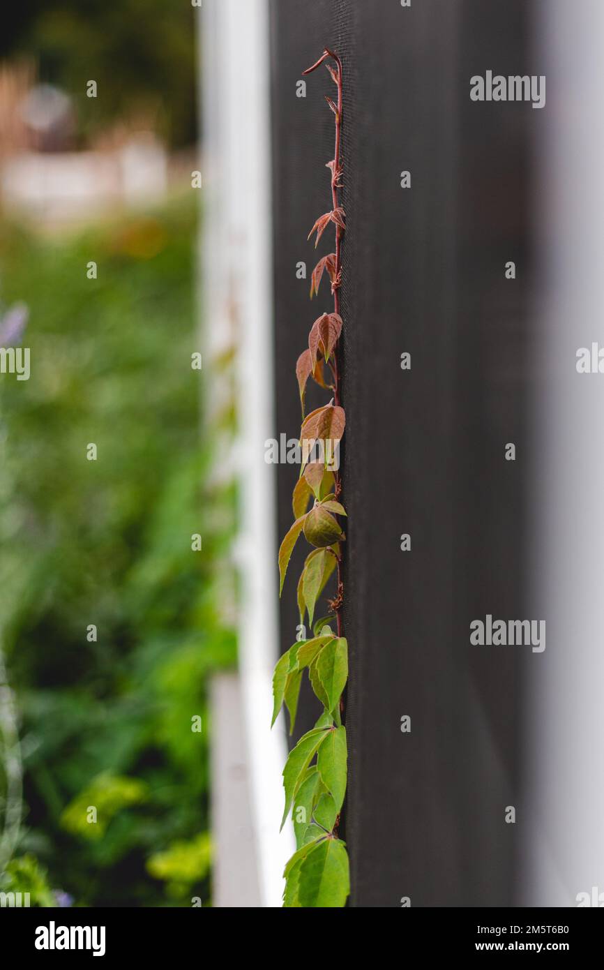 Surface green screen hi-res stock photography and images - Alamy