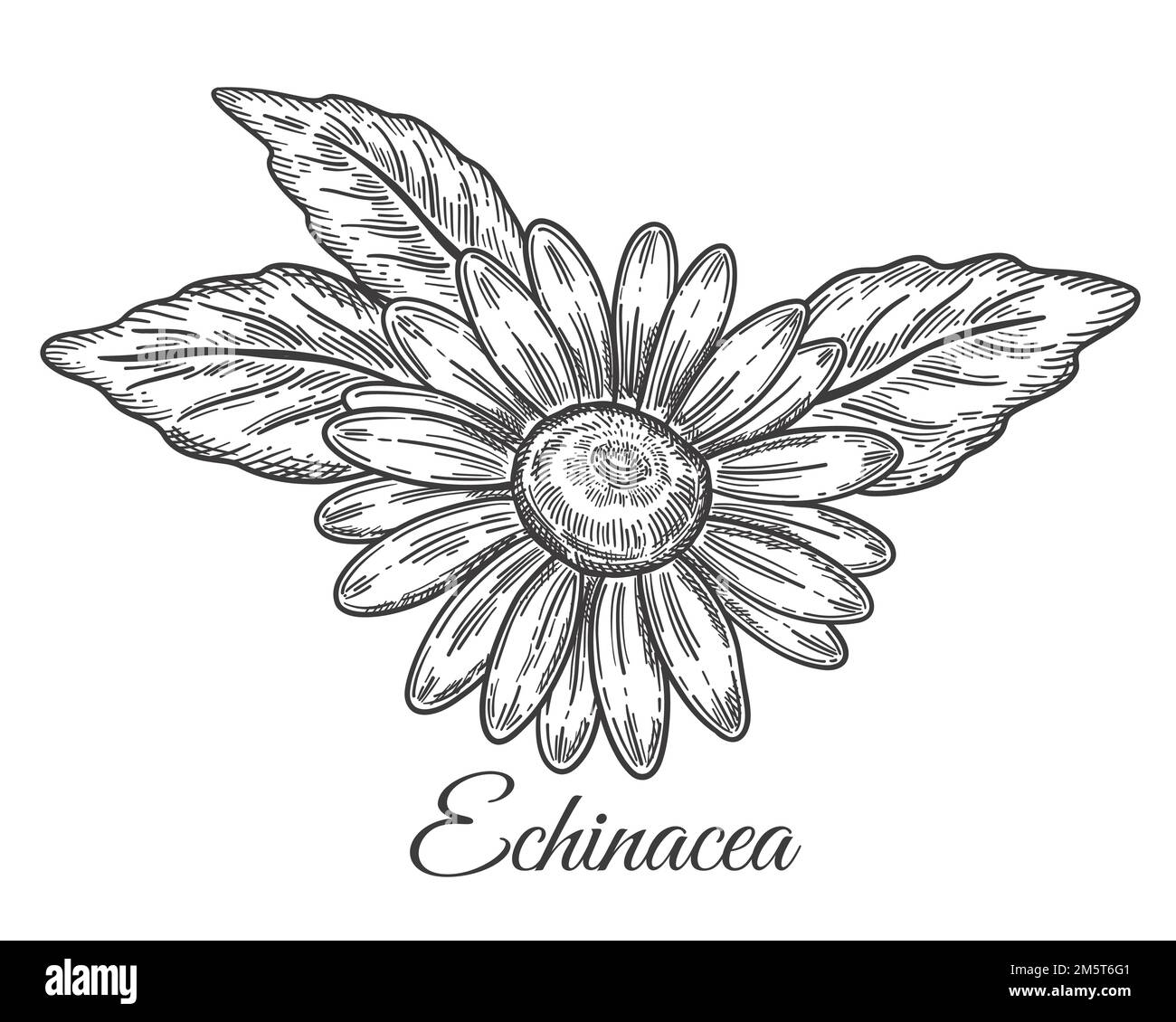 Pink flower echinacea hand Stock Vector Images - Alamy