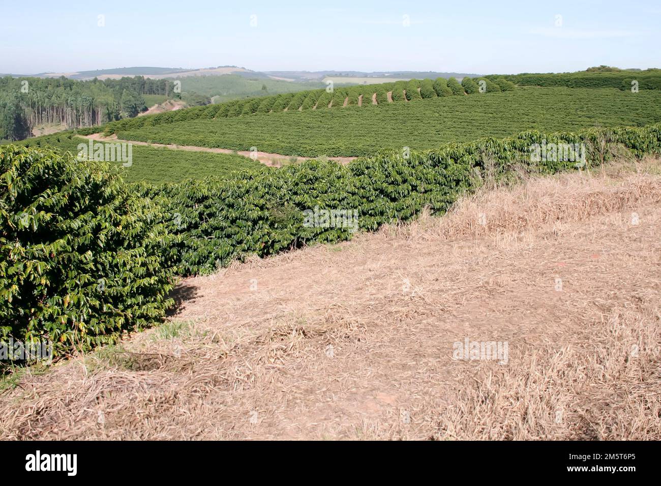 View farm with coffee plantation in Brazil - Cafe do Brasil Stock Photo ...