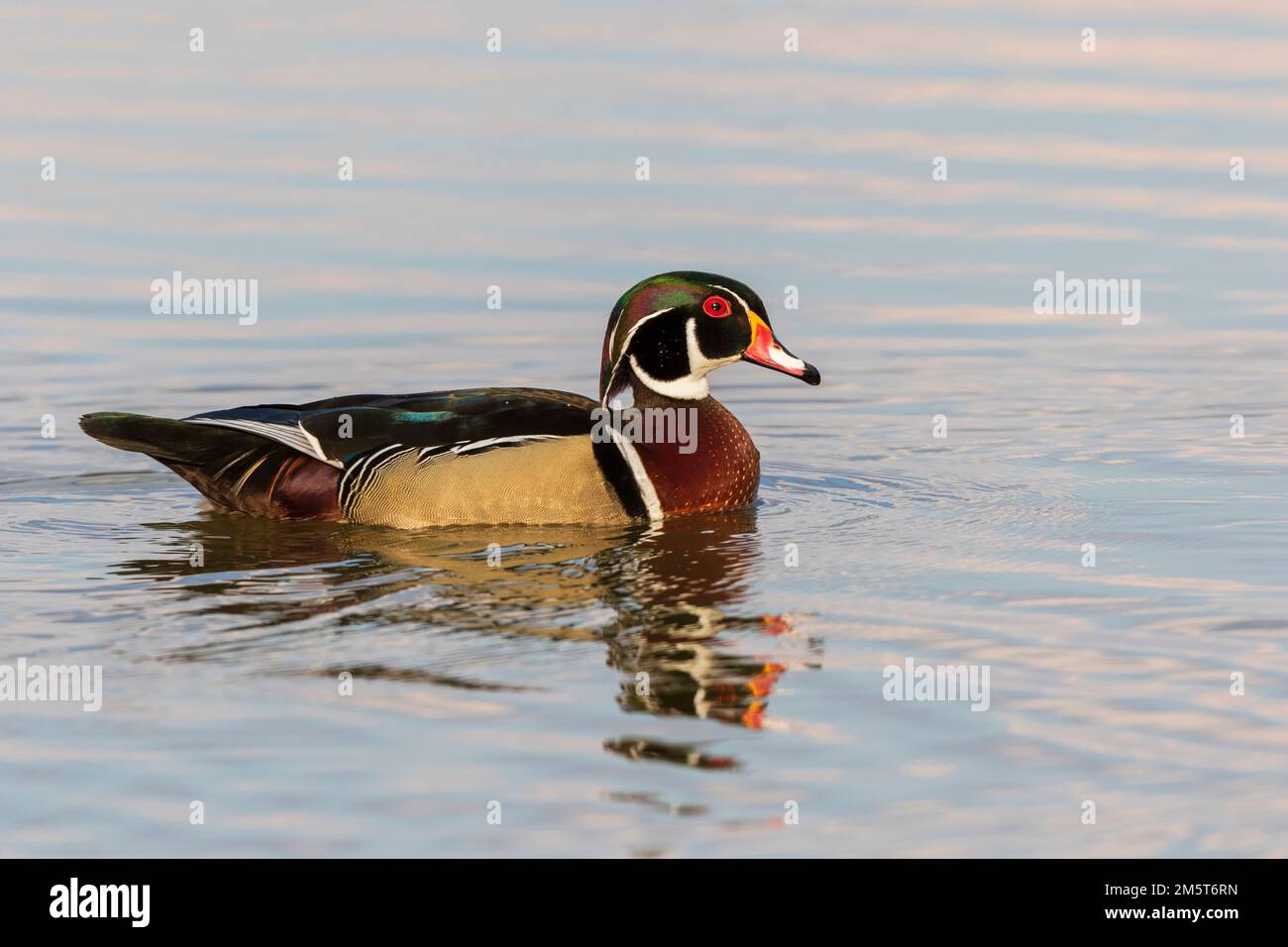 00715-09505 Wood Duck (Aix sponsa) male in wetland Marion Co. IL Stock ...