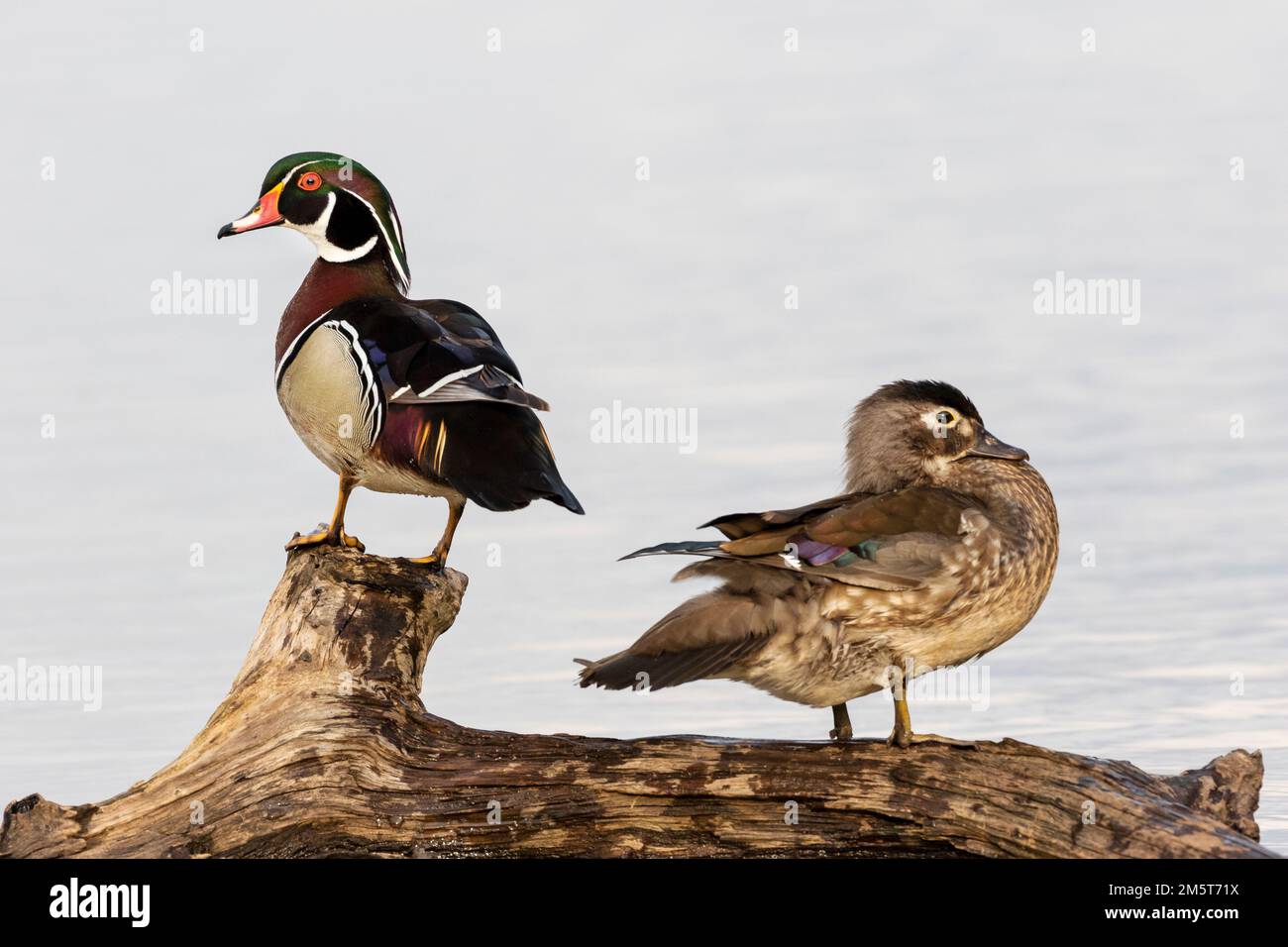 00715-10302 Wood Duck (Aix sponsa) male & female on log in wetland ...