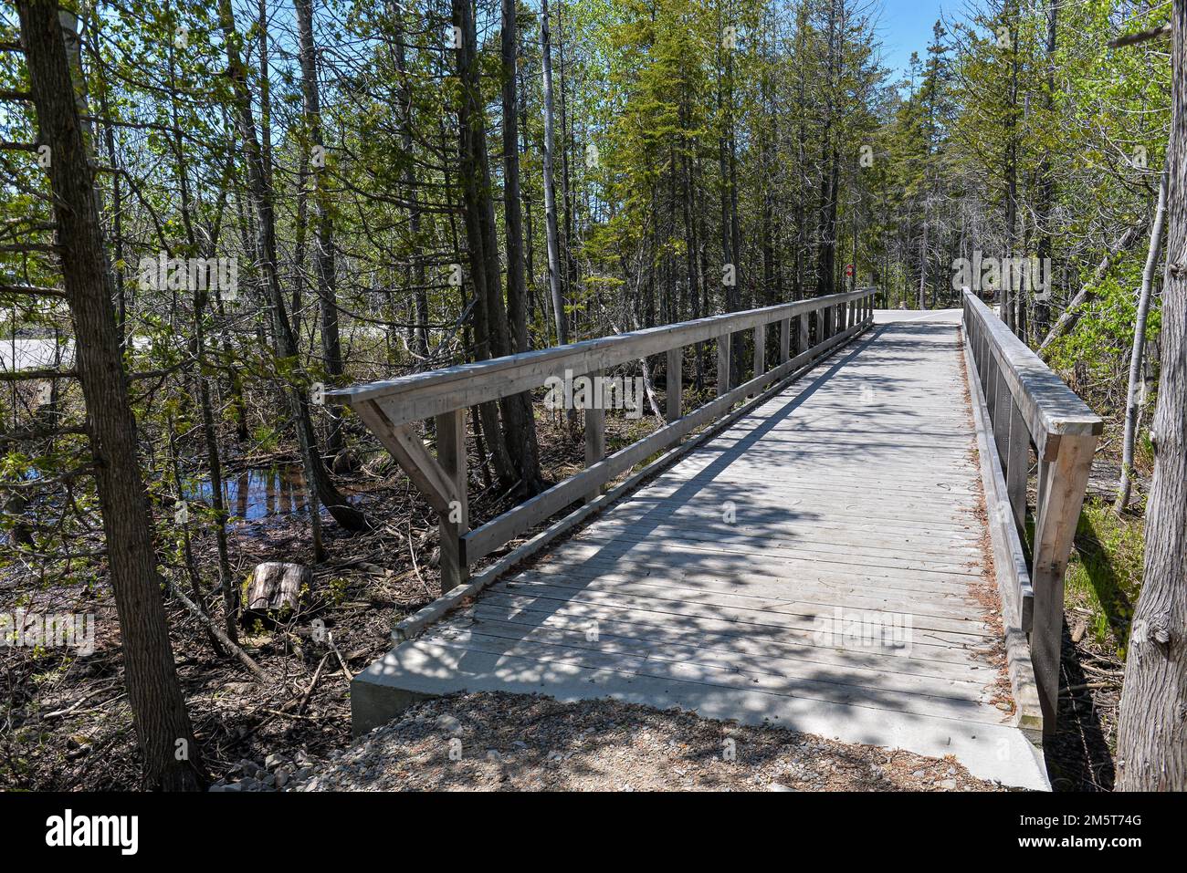 View at forest path walk in Bruce Peninsula national park neat ...