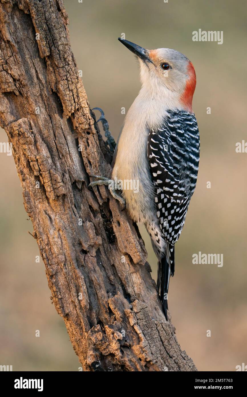 Red-bellied Woodpecker (Female Stock Photo - Alamy
