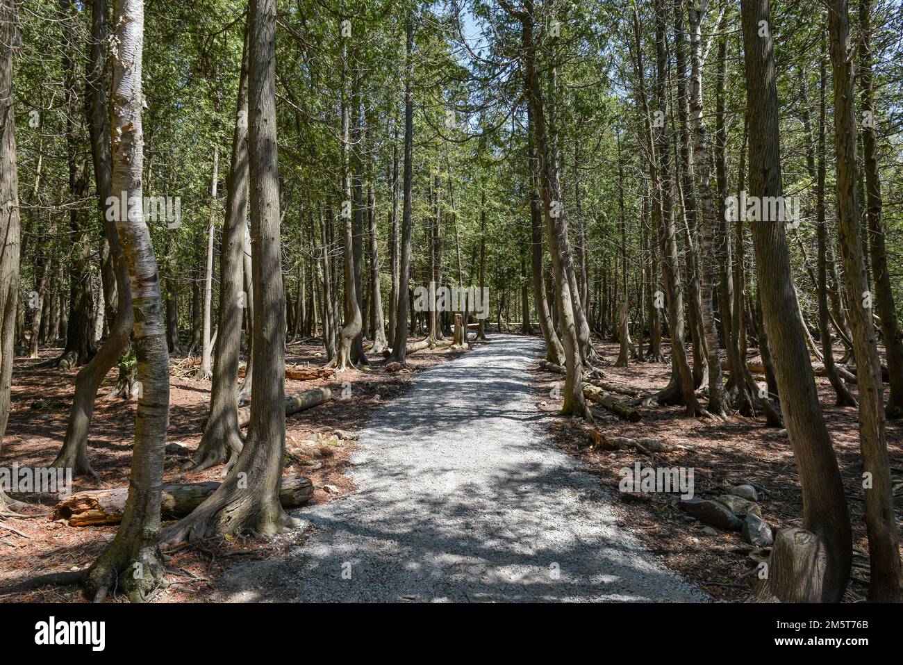 View at forest path walk in Bruce Peninsula national park neat ...