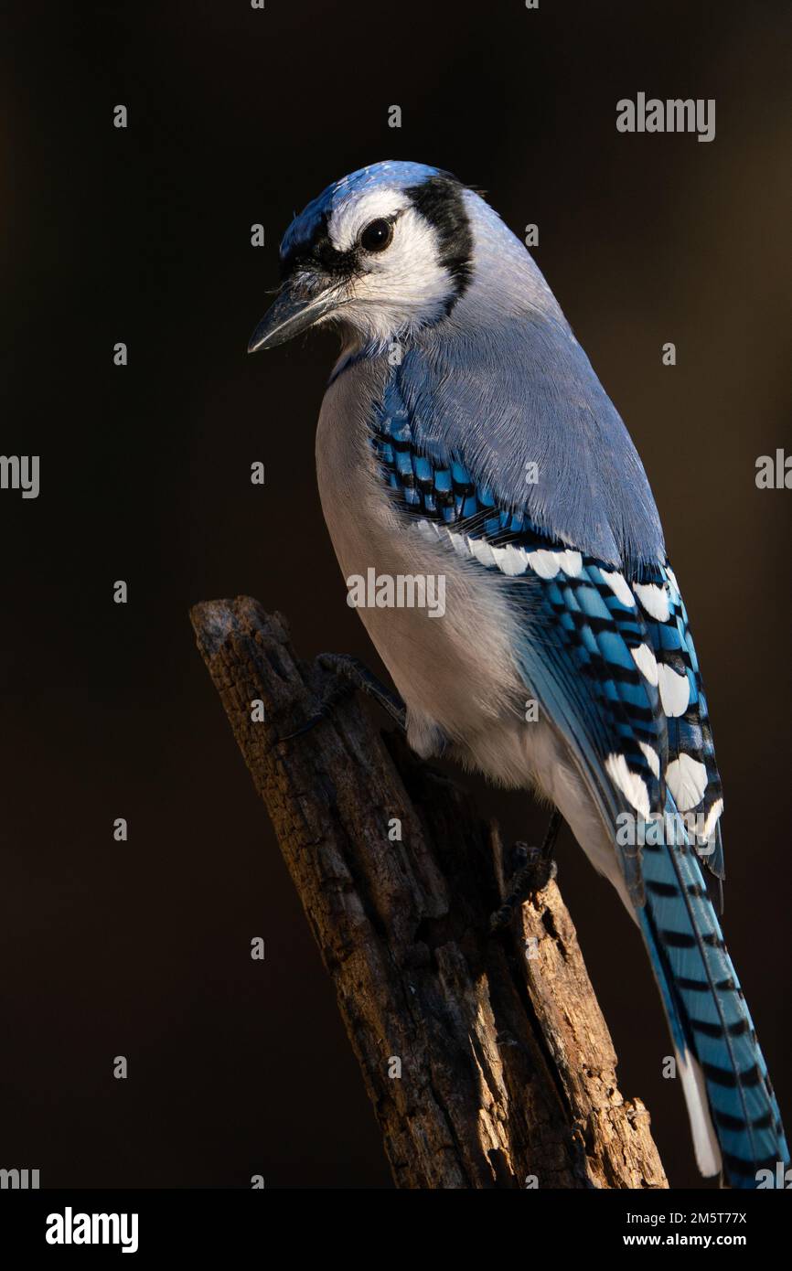 Blue jays hi-res stock photography and images - Alamy