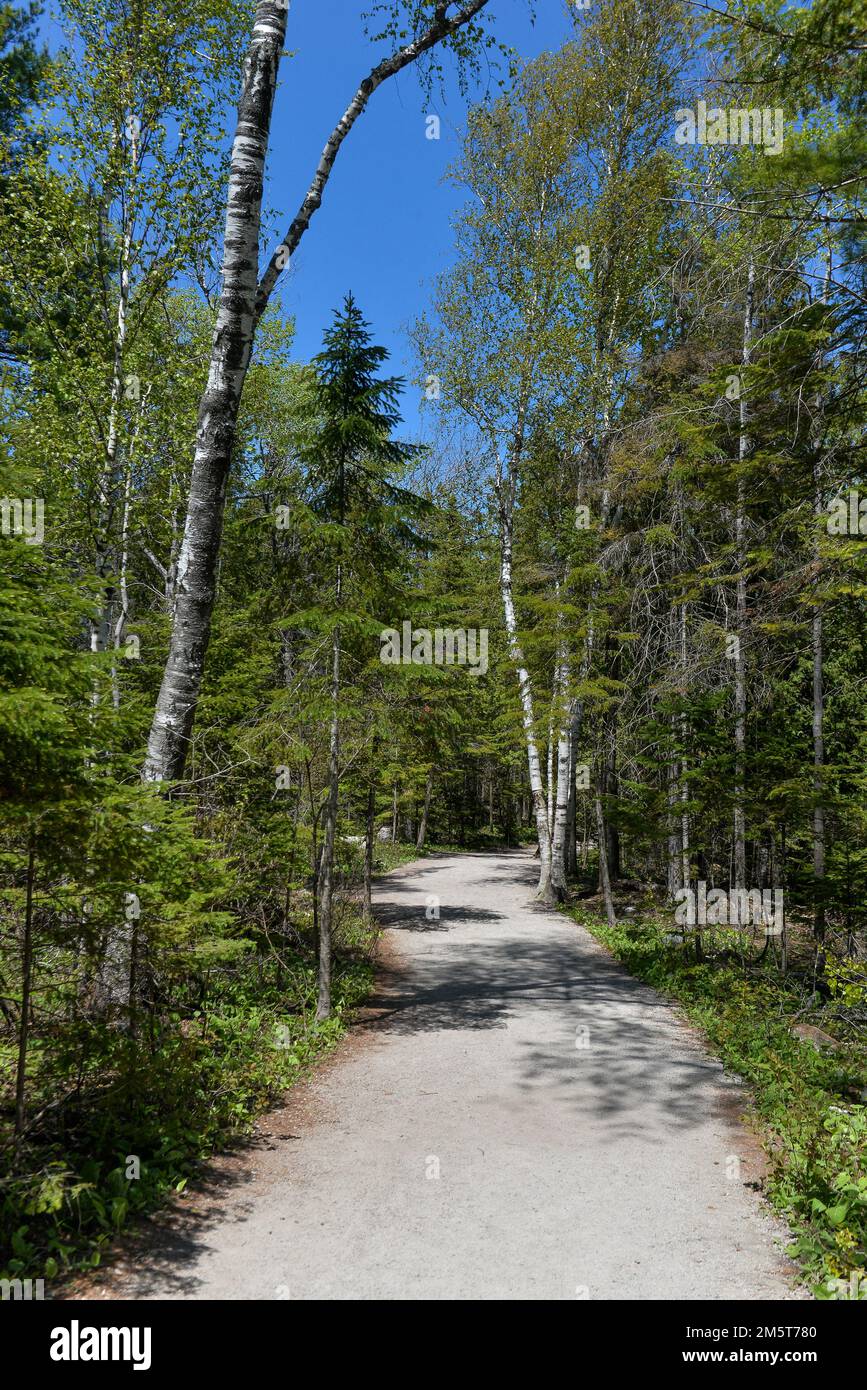 View at forest path walk in Bruce Peninsula national park neat ...