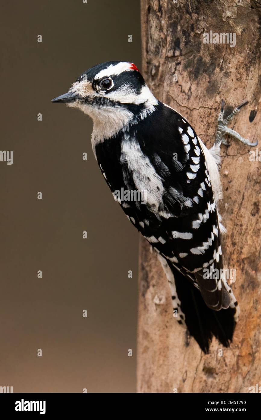 A downy woodpecker latched to a dead tree Stock Photo - Alamy
