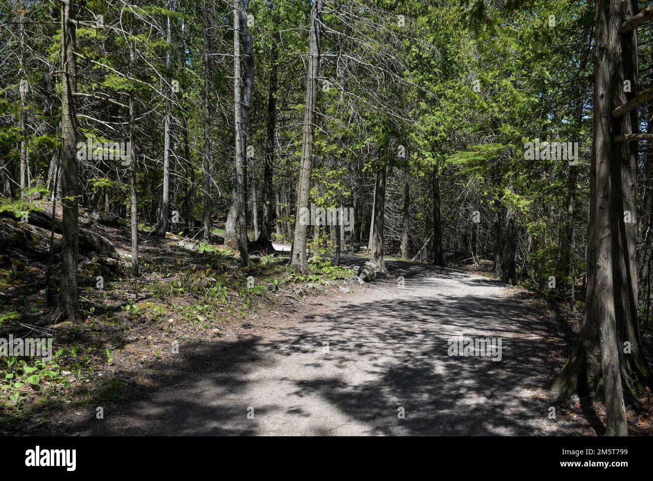 View at forest path walk in Bruce Peninsula national park neat ...