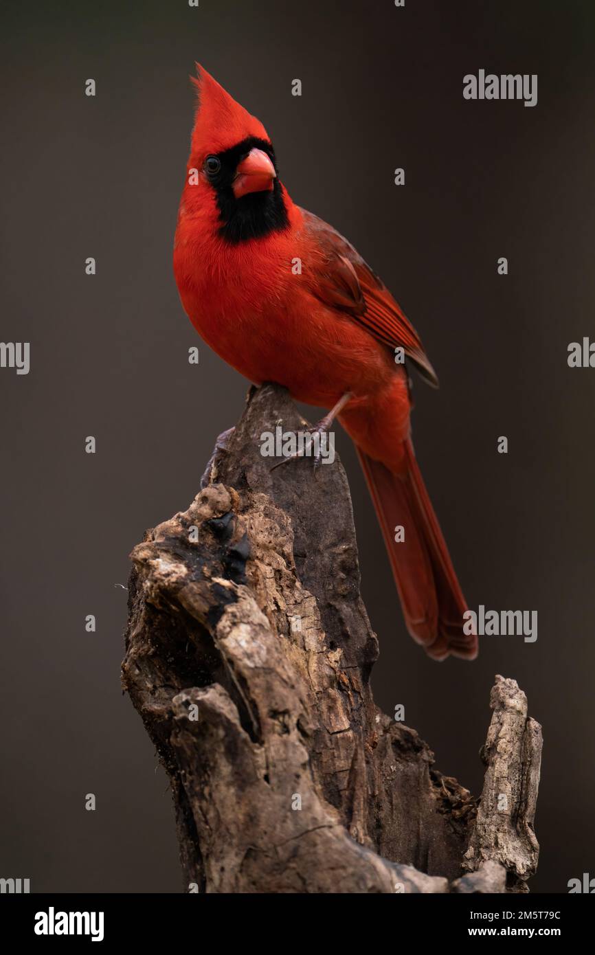 Cardinal perched on tree stump hi-res stock photography and images - Alamy