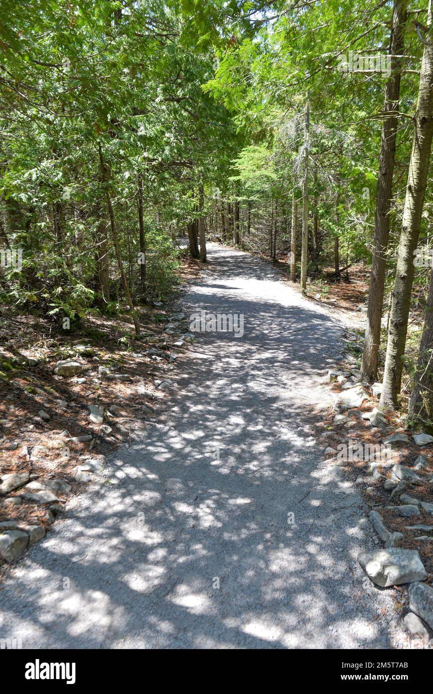 View at forest path walk in Bruce Peninsula national park neat ...