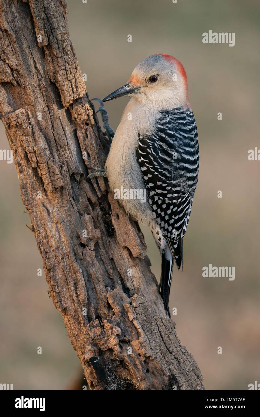 A red-bellied woodpecker latched to a tree Stock Photo - Alamy