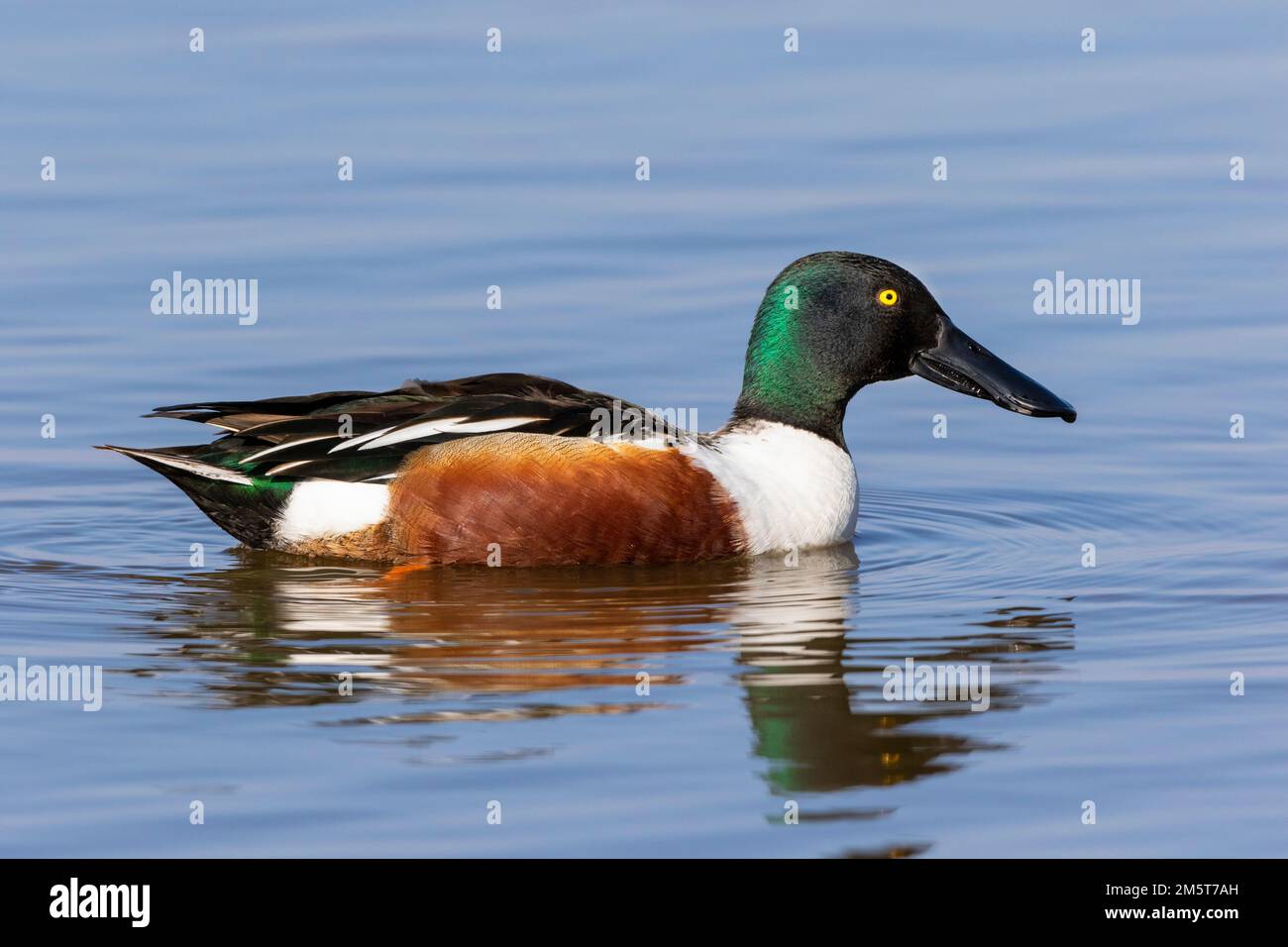 Spoonbill shoveler hi-res stock photography and images - Alamy