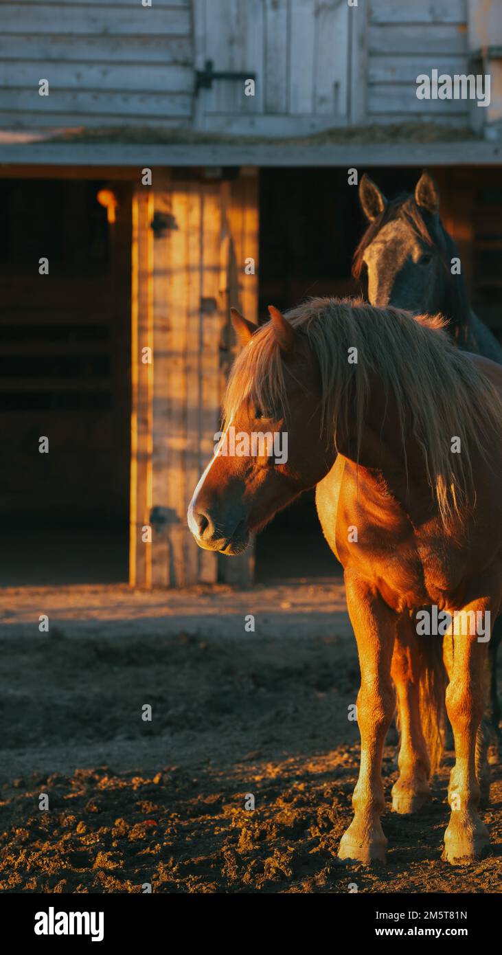 A beautiful brown horse on a sunny day Stock Photo - Alamy