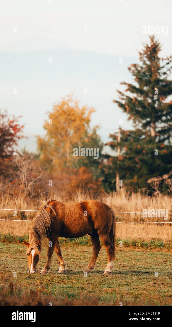 A beautiful brown horse grazing Stock Photo - Alamy