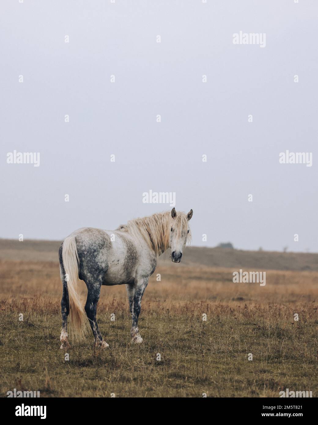 Horse beautiful vertical hi-res stock photography and images - Alamy