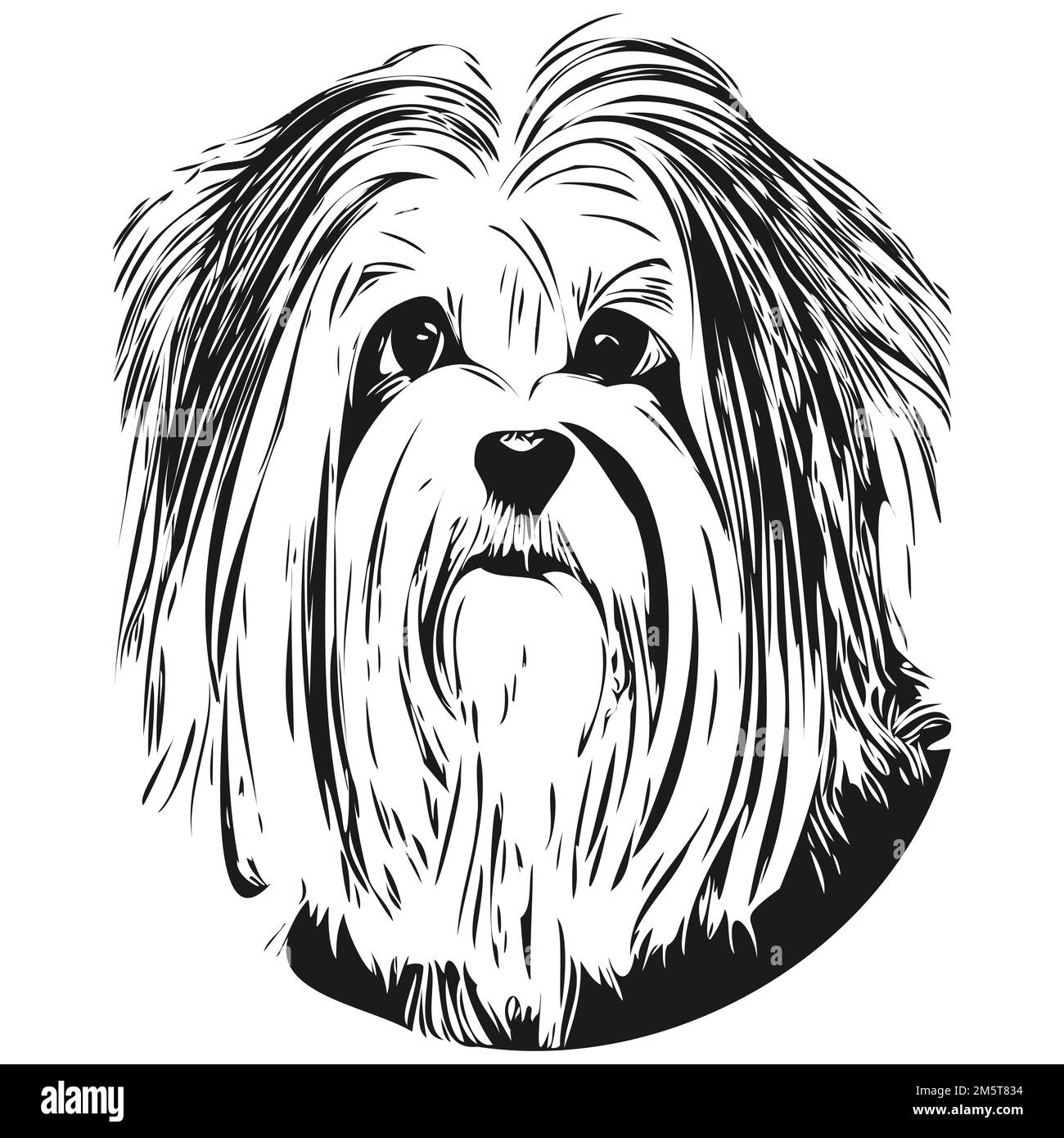 Havanese vector hi-res stock photography and images - Alamy