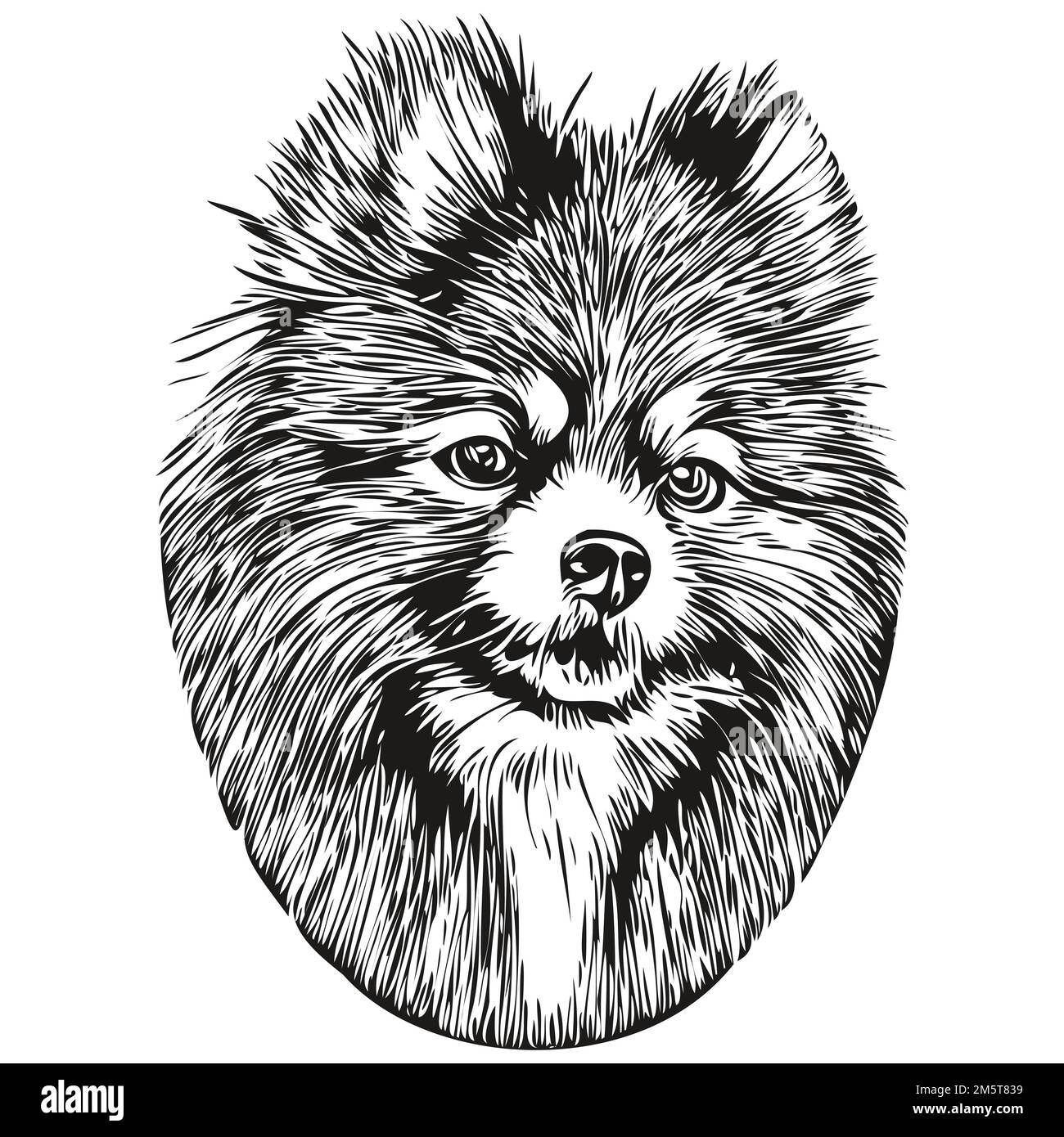 Spitz dog silhouette Cut Out Stock Images & Pictures - Alamy
