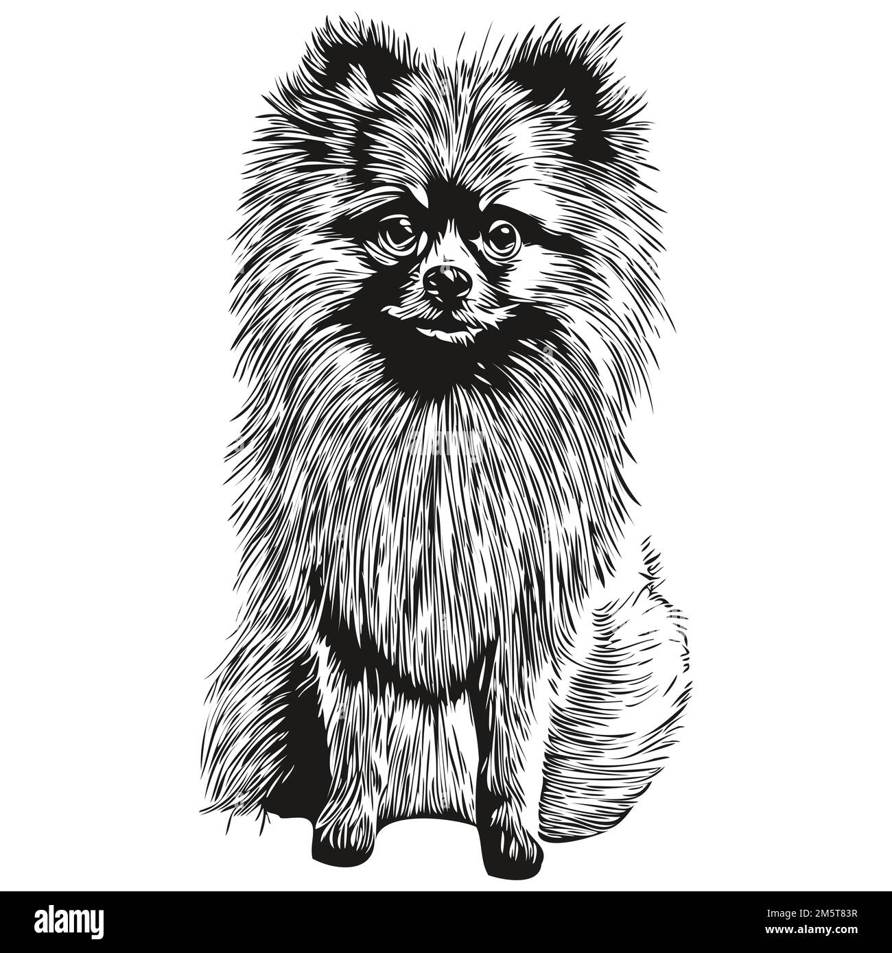 Spitz dog silhouette hi-res stock photography and images - Alamy