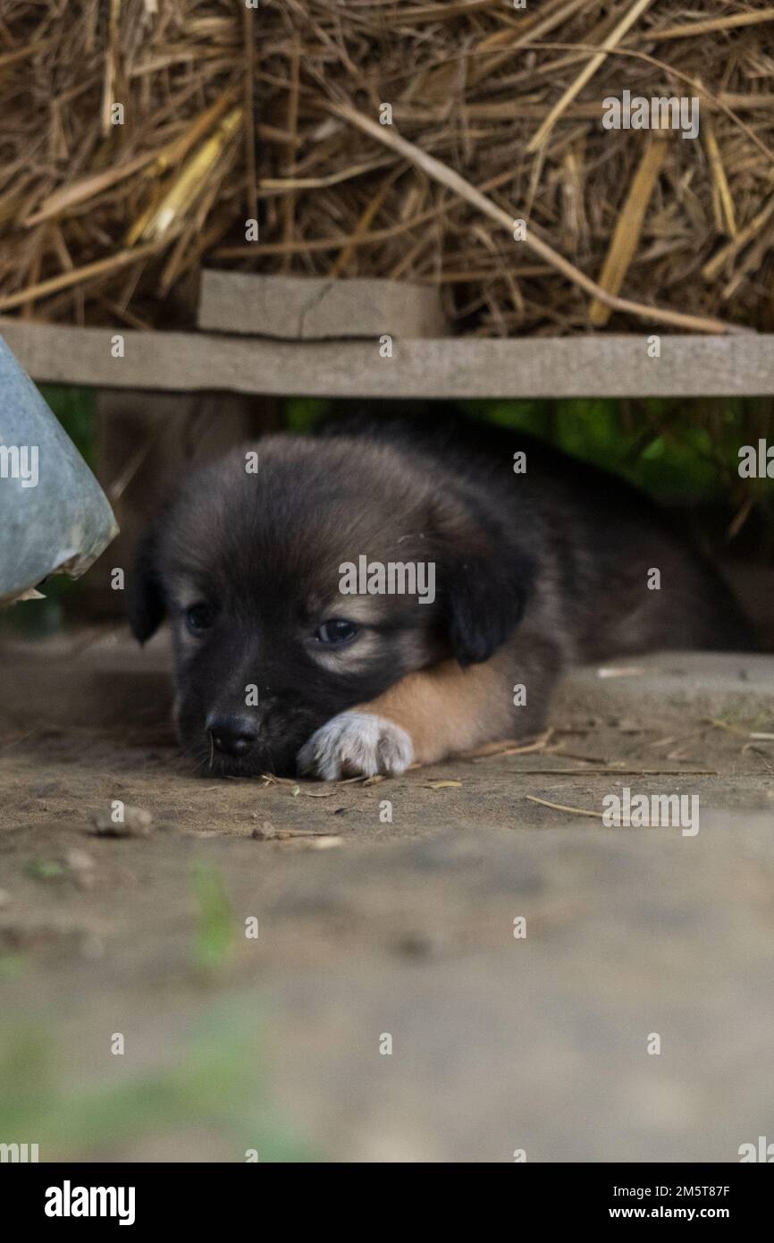 a Cute brown german shepherd puppy Stock Photo - Alamy