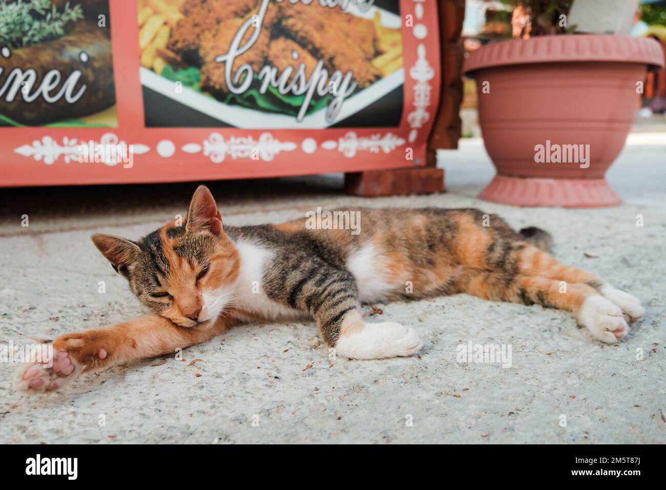 a Ginger tabby cat resting on the ground in romania Stock Photo - Alamy