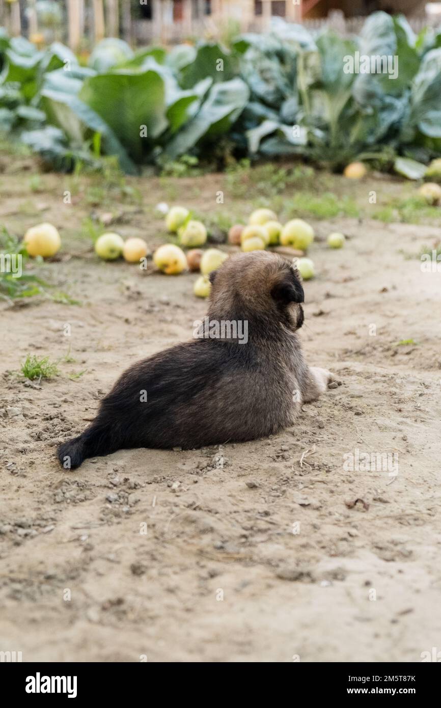 a Cute brown german shepherd puppy Stock Photo - Alamy