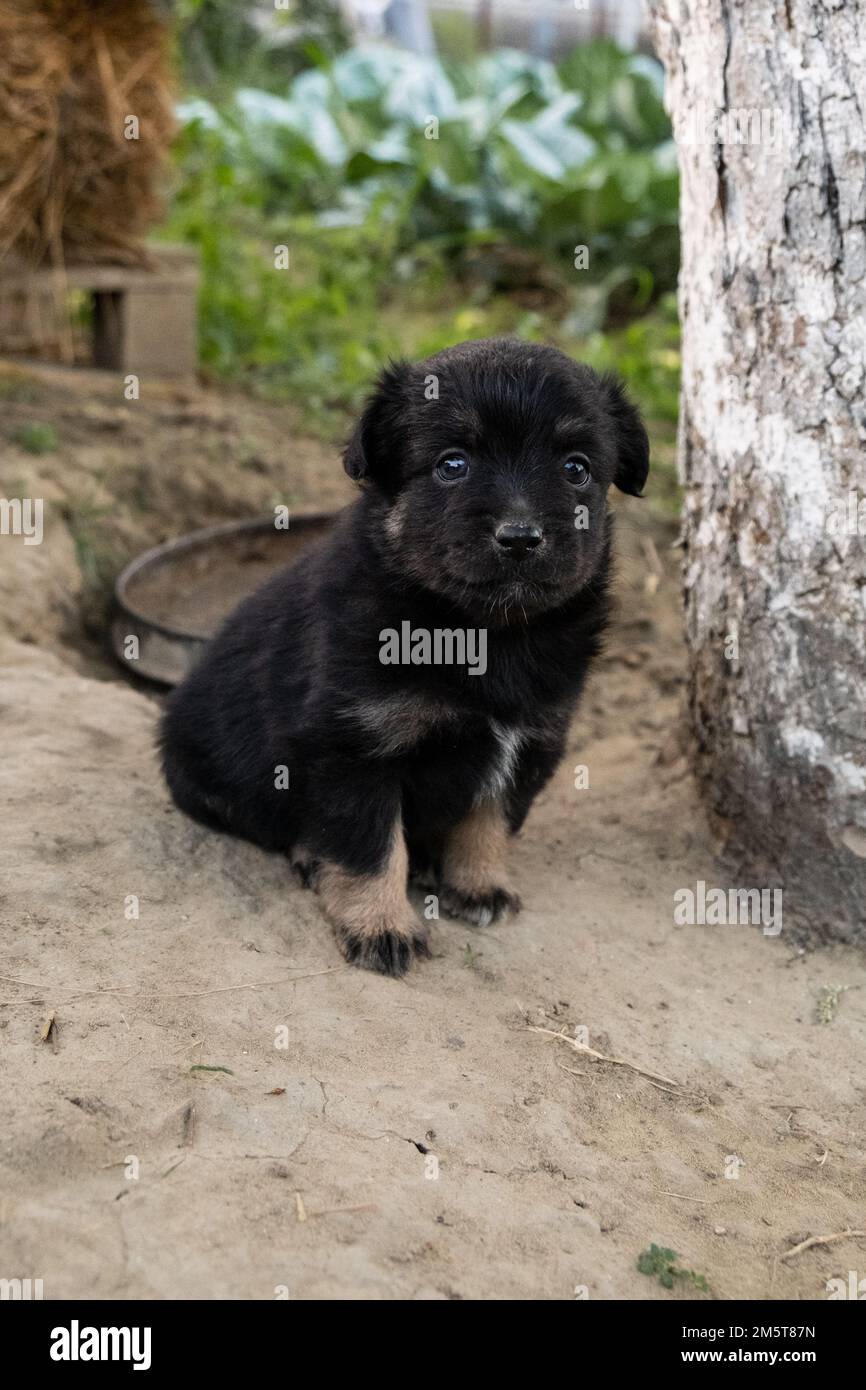 a Cute black german shepherd puppy Stock Photo - Alamy
