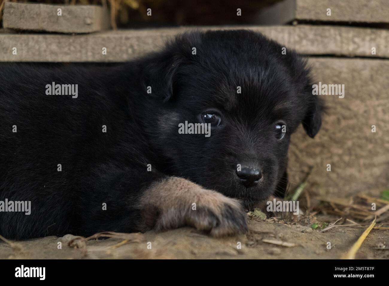 a Cute black german shepherd puppy Stock Photo - Alamy