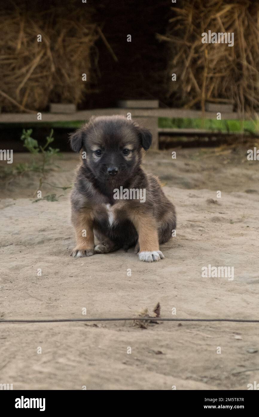 a cute brown german shepherd puppy Stock Photo - Alamy