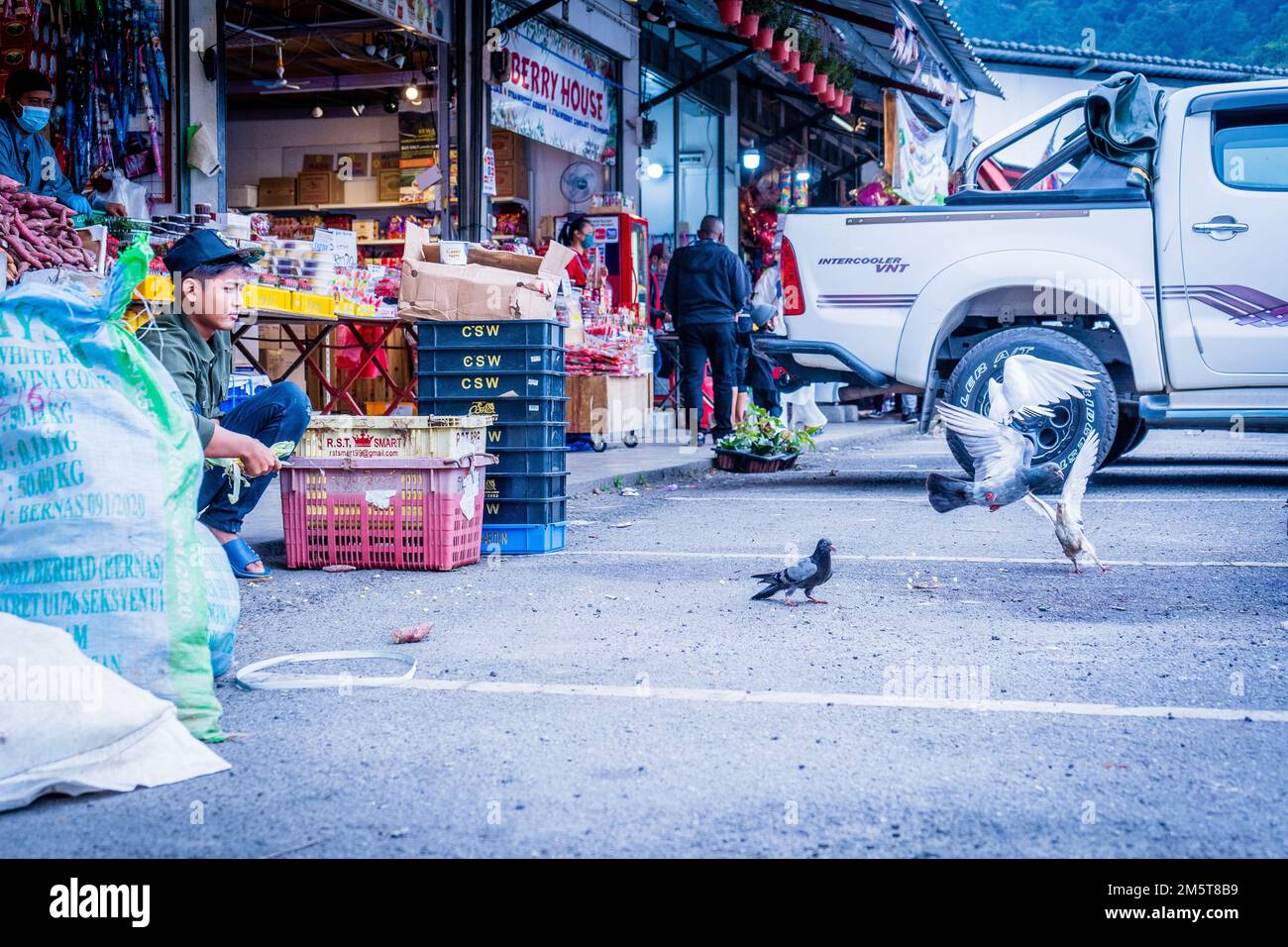 A boy feeding pigeons at a wet market in Cameron Highlands, Pahang ...