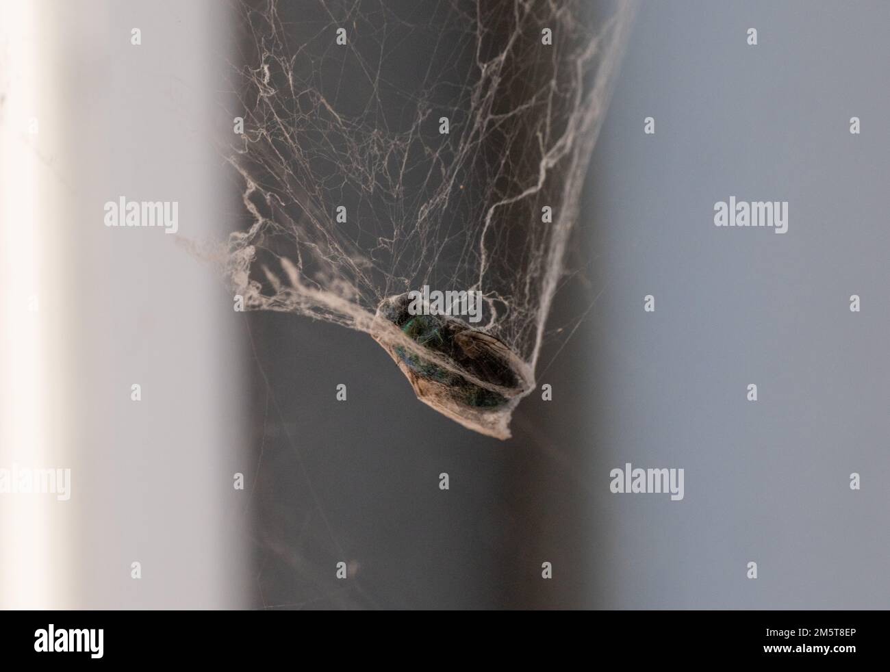 A closeup of a fly caught in a web on a blurred background Stock Photo ...