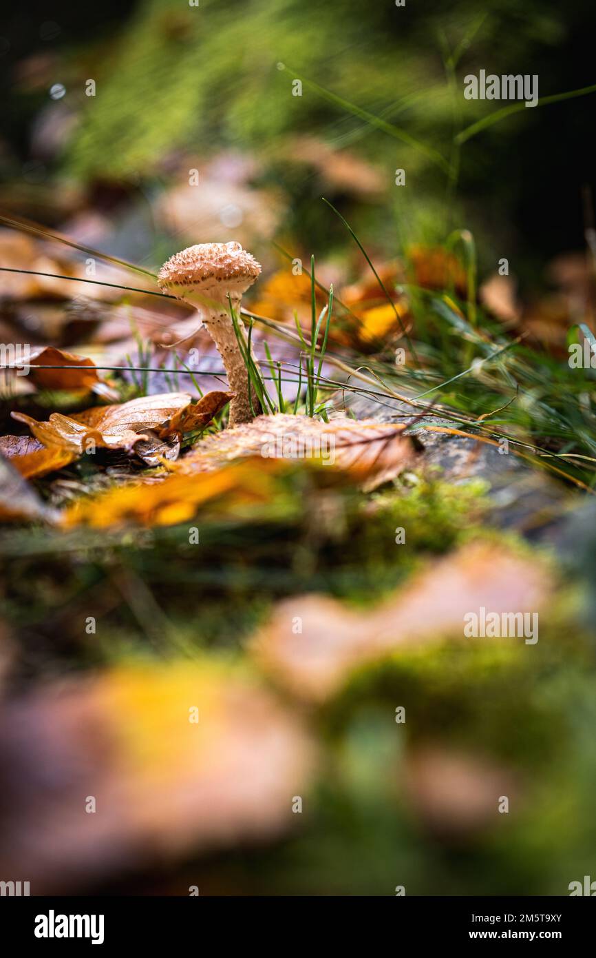 A vertical shot of a mushroom in the forest on a blurred background ...