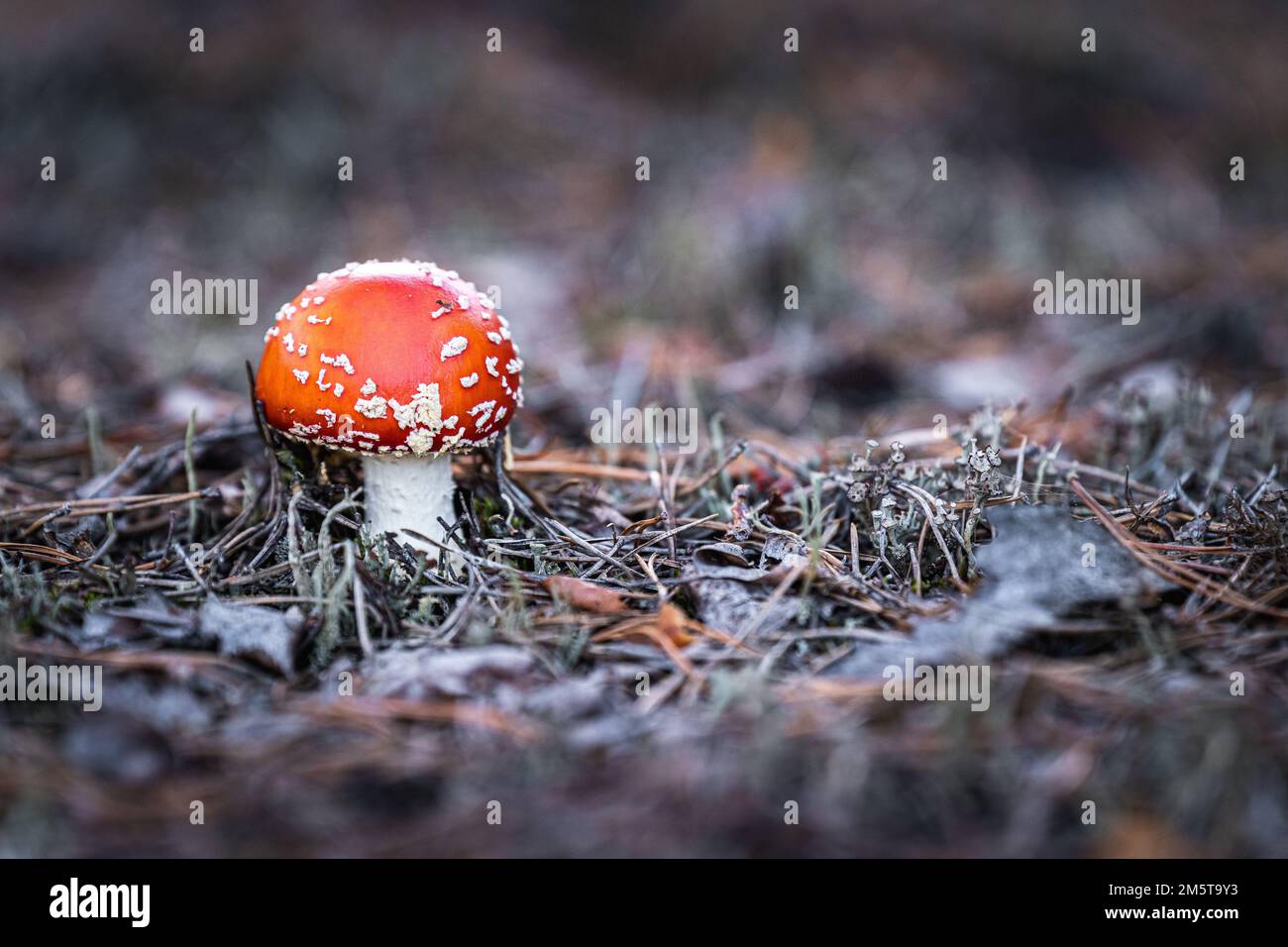 A closeup shot of a mushroom in the forest on a blurred background ...
