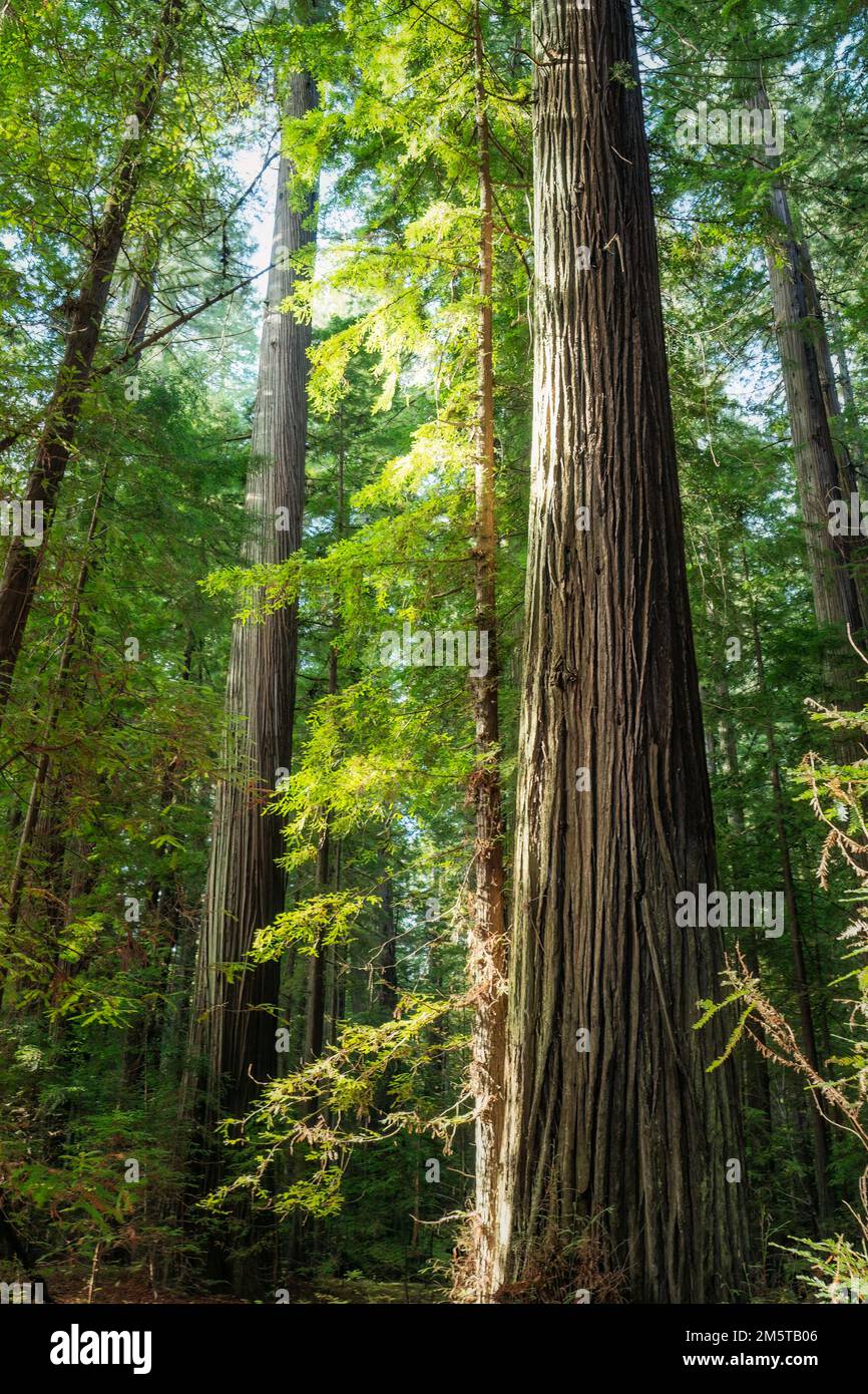 Giant redwood trees in a Humboldt forest, California Stock Photo - Alamy