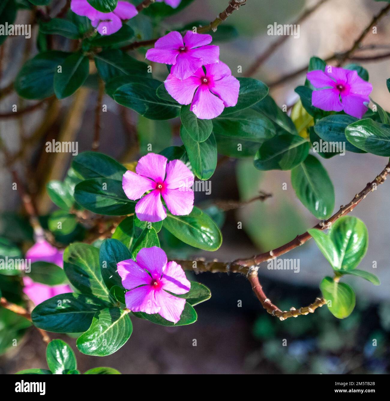 A closeup of pink catharanthus flowers on a blurred background Stock ...