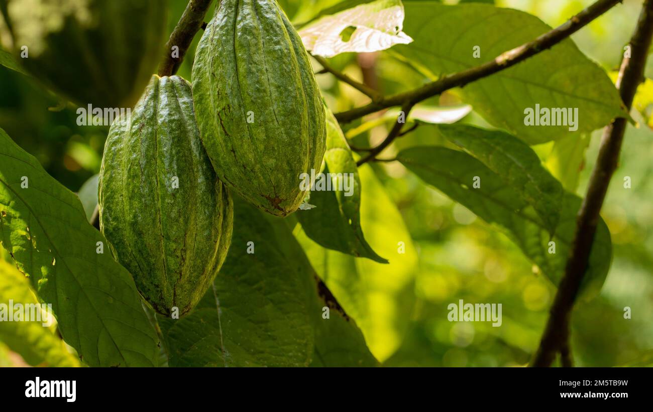 Cacao plantation ecuador hi-res stock photography and images - Alamy