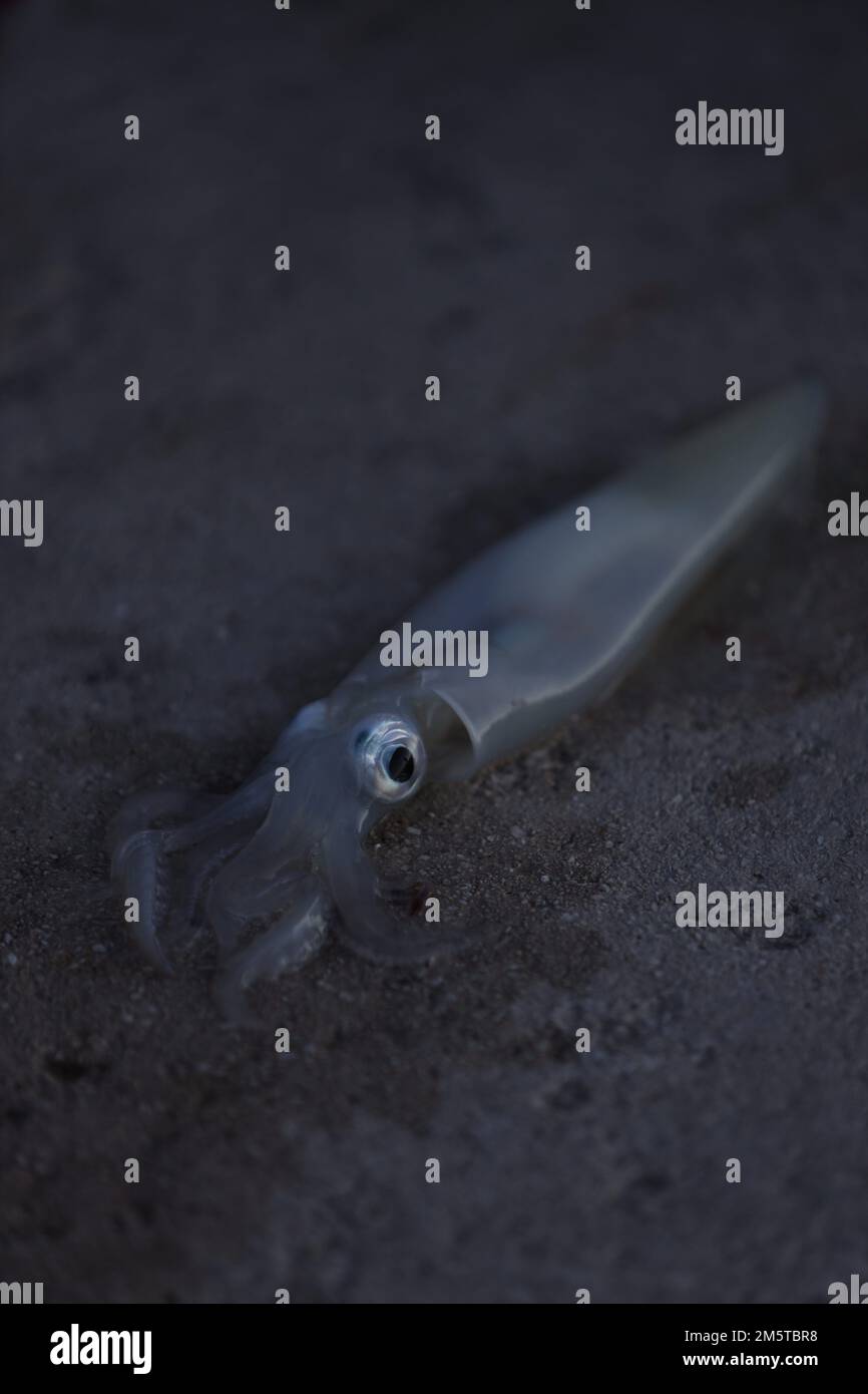 Dead squid on beach hi-res stock photography and images - Alamy