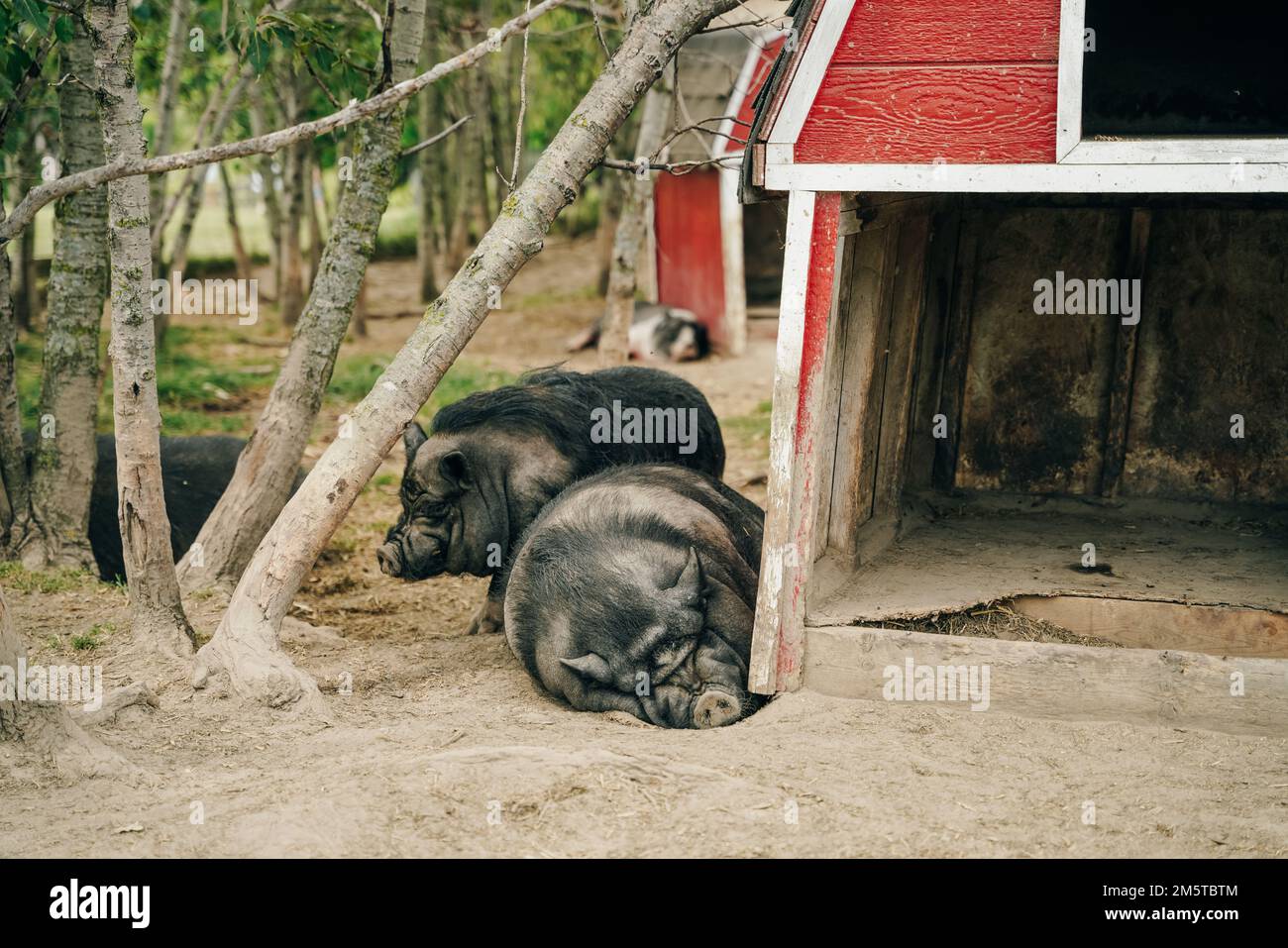 iberian black pigs sleep on the farm. High quality photo Stock Photo ...