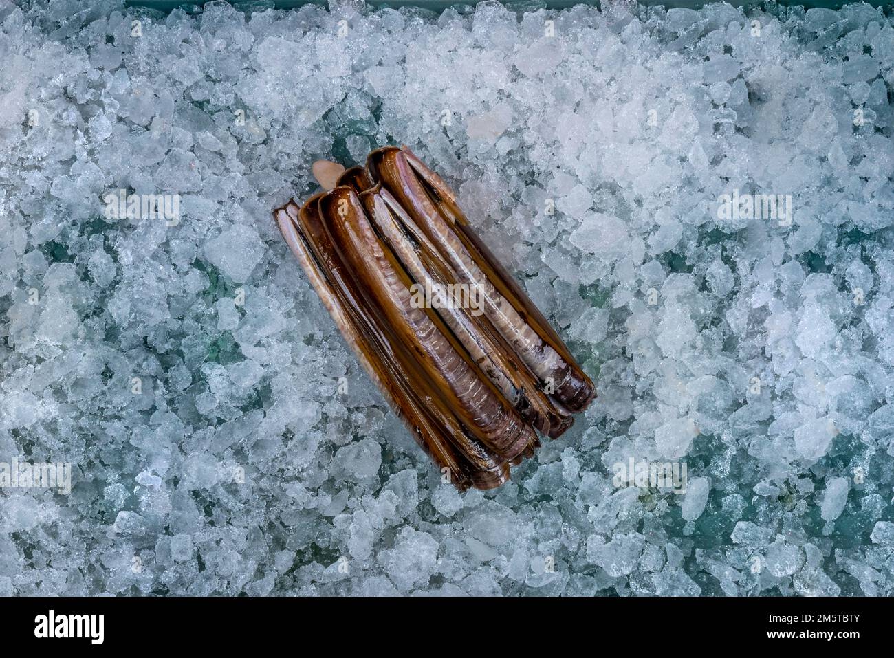 Edible marine bivalves hi-res stock photography and images - Alamy