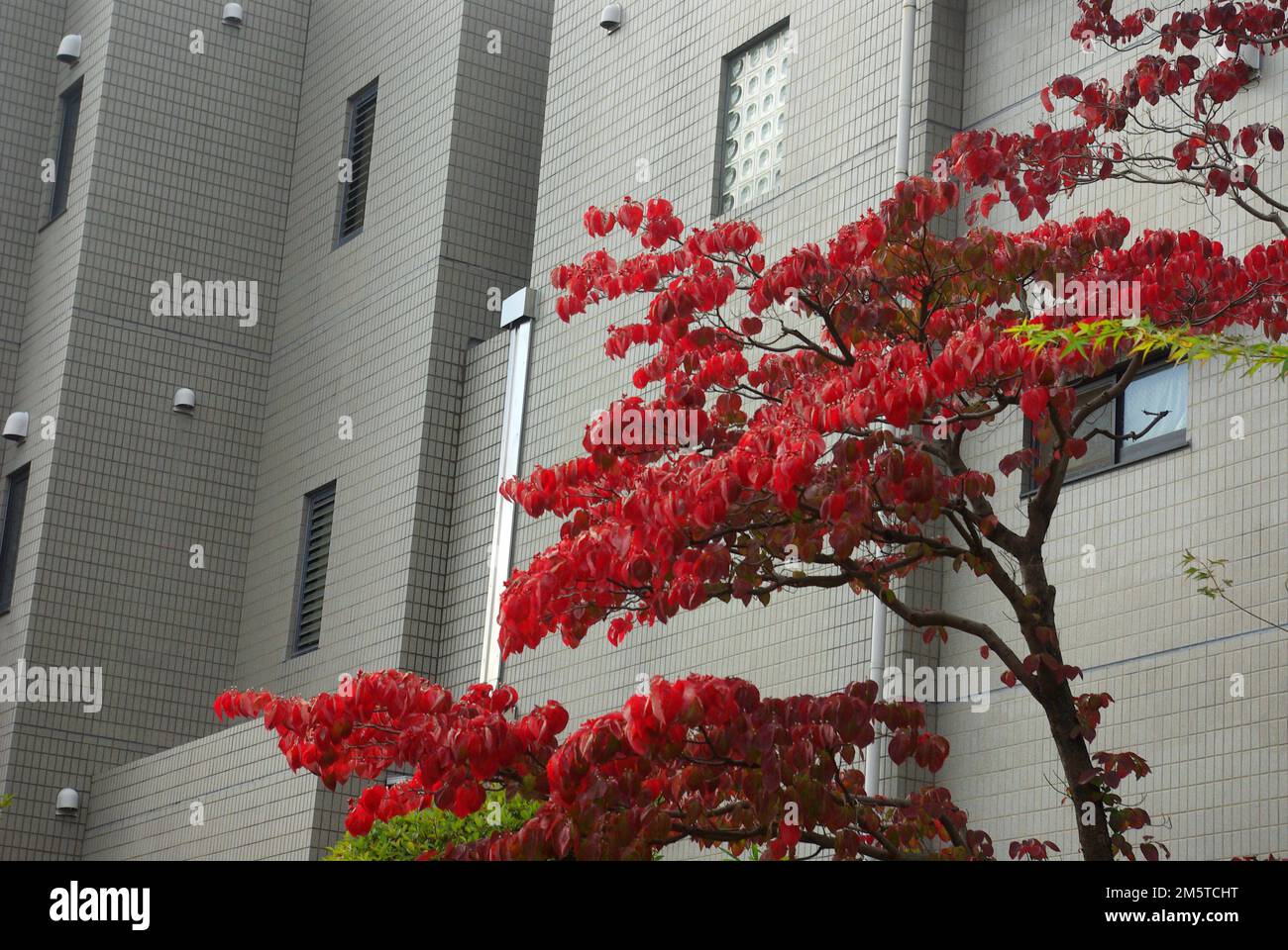 Bright red tree amongst city buildings in Tokyo Stock Photo - Alamy