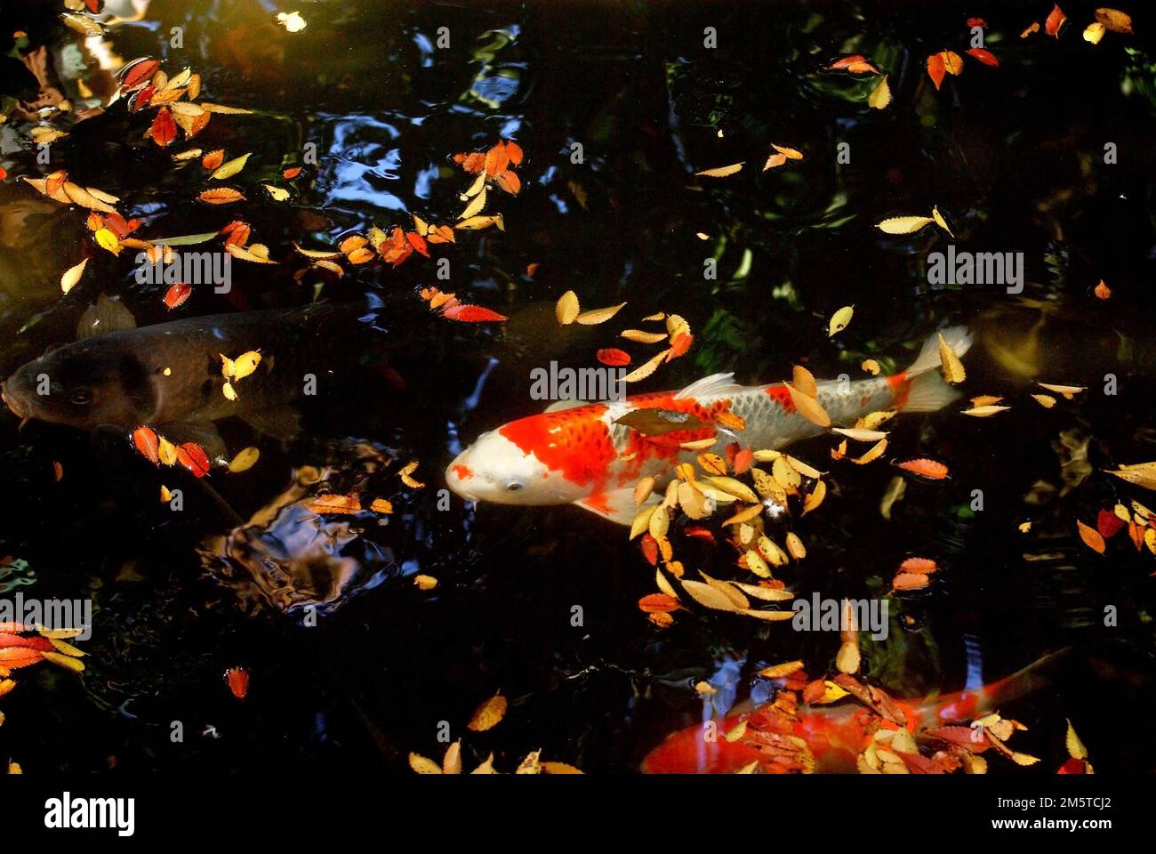 Koi fish at hachimangu shrine Stock Photo - Alamy