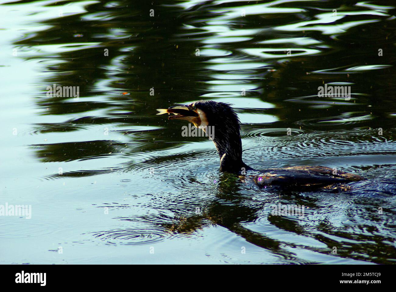 Cormorant catching and eating a fish in the water near to the Imperial ...