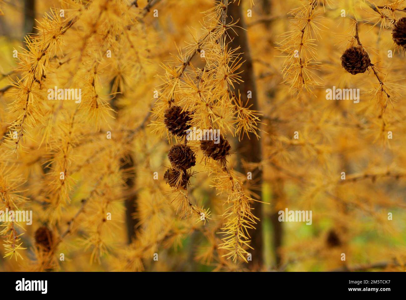 Bright yellow pine tree with pinecones in Biei Stock Photo - Alamy